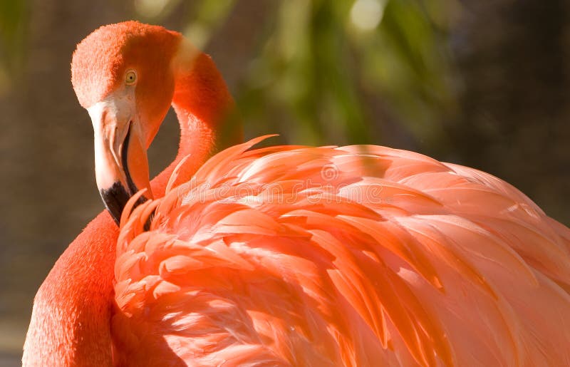 Pink flamingo stock image. Image of wings, oklahoma, flamingo - 22432879