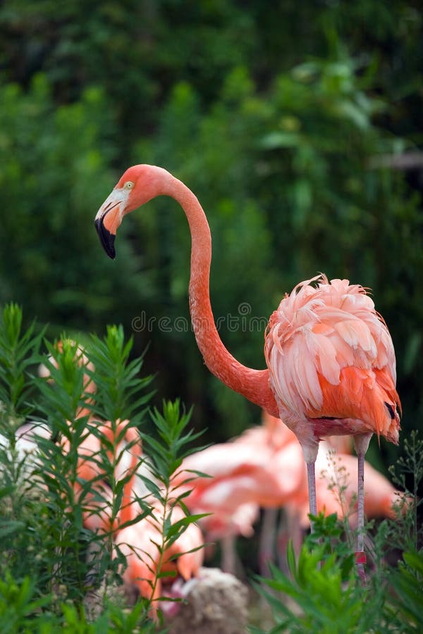 Flamingo love talk stock photo. Image of date, pink, avian - 3161290