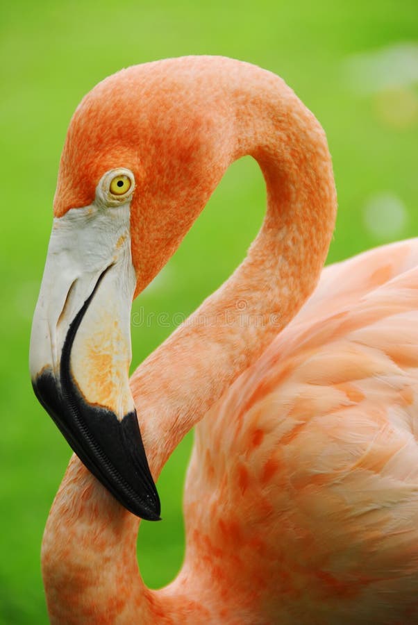Pink flamingo stock image. Image of wings, oklahoma, flamingo - 22432879