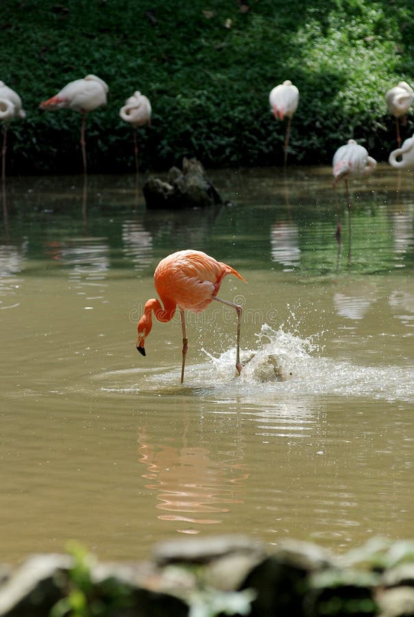 Flamingo in action stock photo. Image of action, water - 84399238