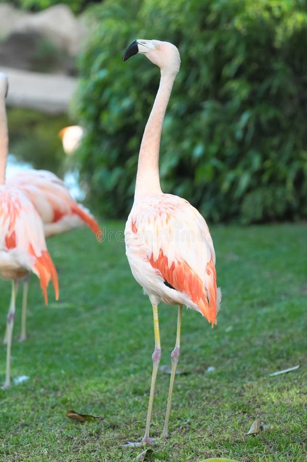 Flamingo Adulto Cor-de-rosa Imagem de Stock - Imagem de wildlife ...
