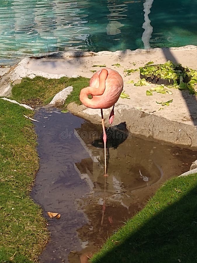 Flamingo al sol stock image. Image of flower, animal - 178733749