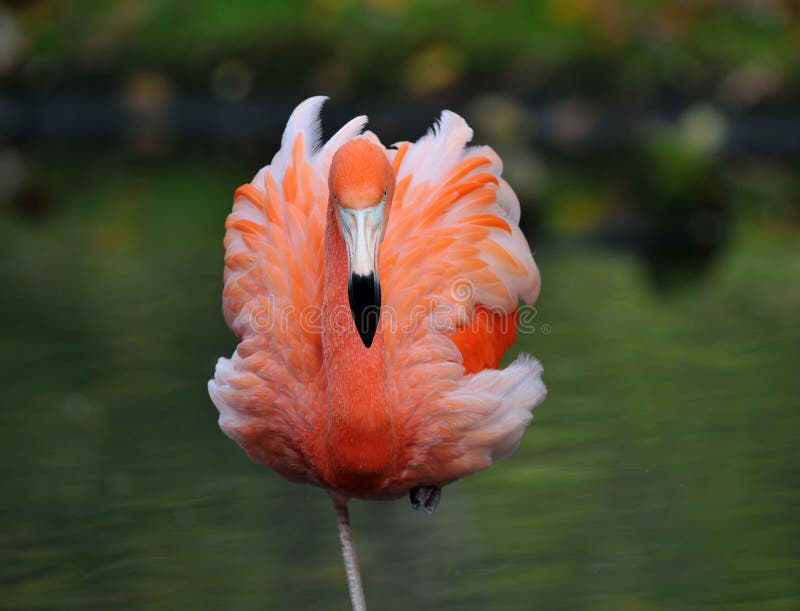 Flamingo americano foto de stock. Imagem de consideravelmente - 7014766