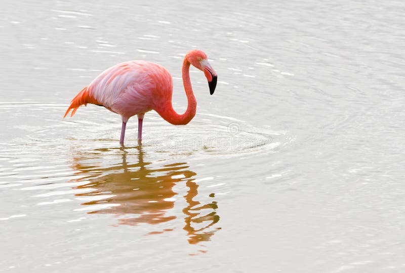 Flamingo americano imagem de stock. Imagem de flamingos - 20426659