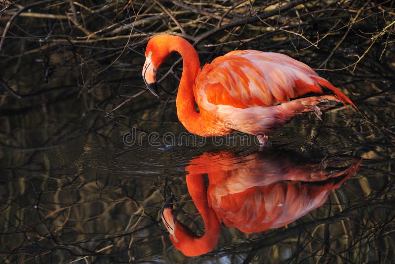 Flamingo Americano (ruber De Phoenicopterus) Foto de Stock - Imagem de ...