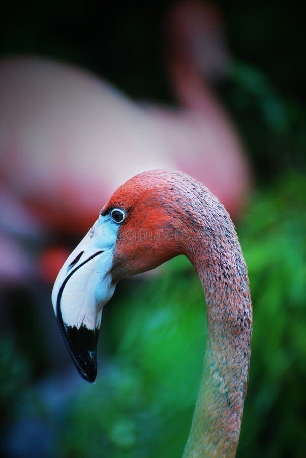 Flamingo stock image. Image of detail, orange, greenery - 58480601