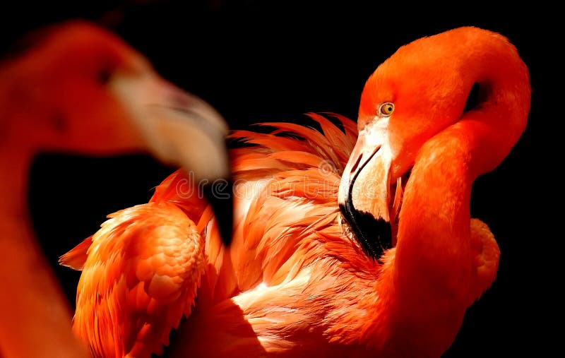 Flamingo, Beak, Water Bird, Vertebrate Stock Photo - Image of bird ...