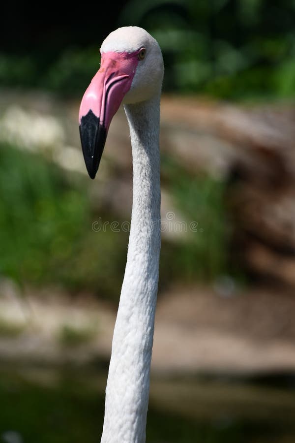 Flamingo stock photo. Image of feather, african, caribbean - 306361272
