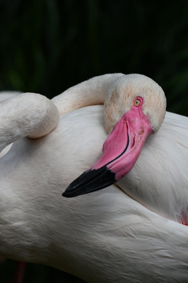 Flamingo stock image. Image of white, wildlife, animal - 306361311
