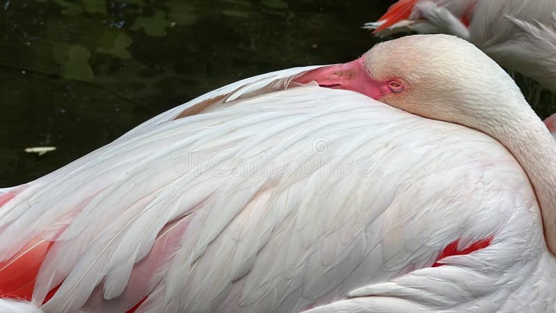 Flamingo stock image. Image of flamingo, path, natural - 306361327