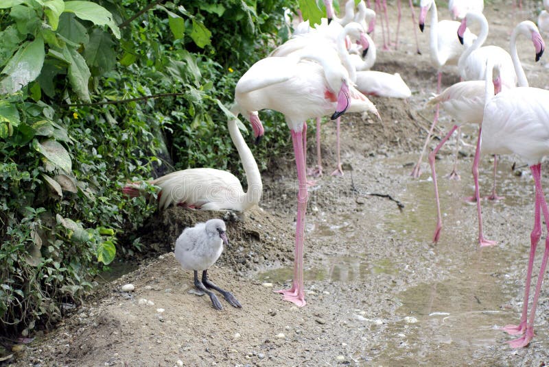 Flamingo bird baby stock photo. Image of wildlife, nature - 47513494