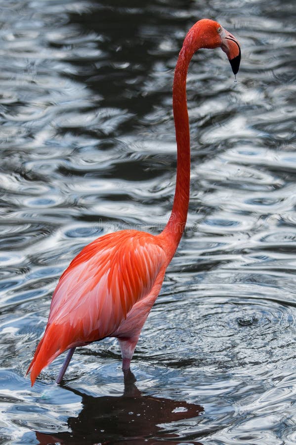 Flamingo bird stock photo. Image of flamingos, beaks - 52692542