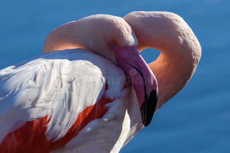 Flamingo bird stock image. Image of photograph, amusing - 108659775