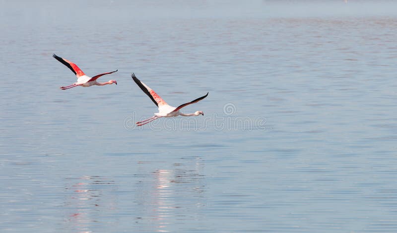 Two Flamingo Birds flying stock photo. Image of flight - 47131786