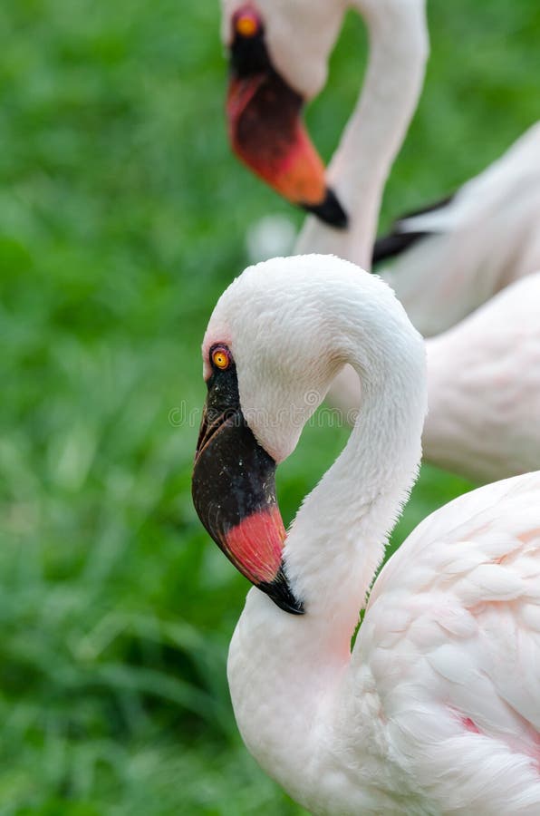 Flamingo stock photo. Image of closeup, color, bird, nature - 52059584