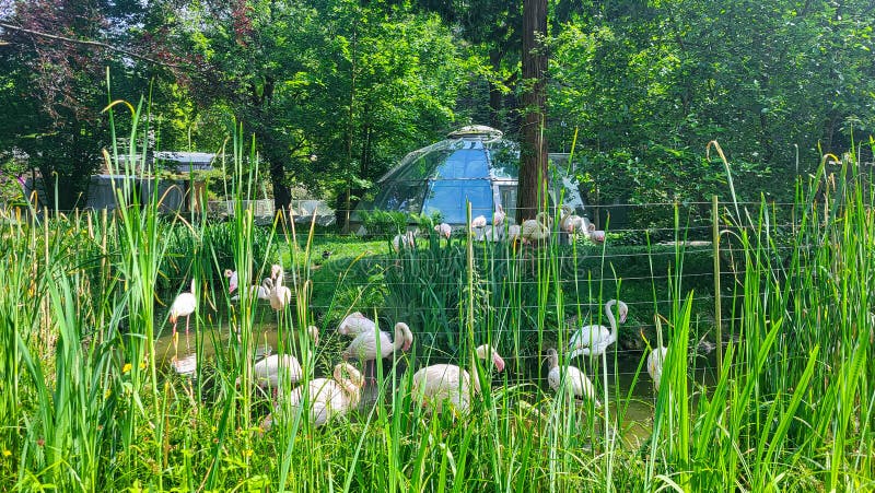 Flamingo Breeding Farm To Repopulate Areas Where Specimens are Lost ...