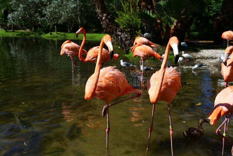 Flamingo Buddies stock image. Image of friends, buddies - 46546899
