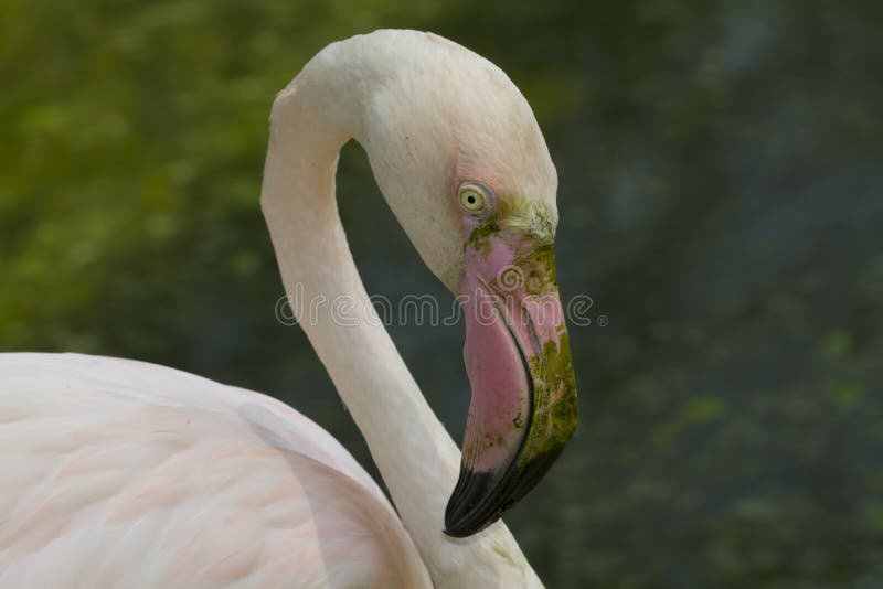 Flamingo stock image. Image of wildlife, lesser, pink - 38625887