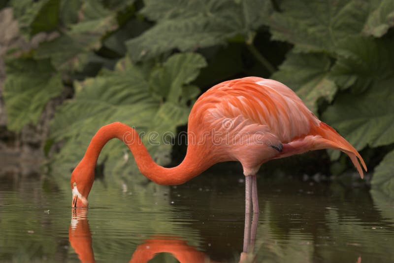 Flamingo Close Up stock image. Image of filter, birds - 1110509
