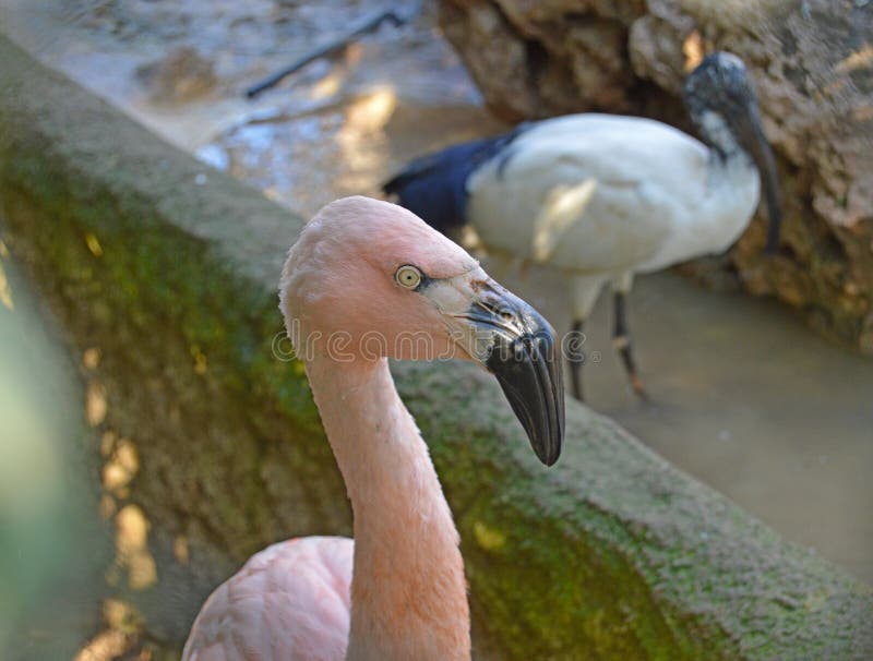 A Flamingo - Rare Pink Bird Stock Image - Image of cover, looking: 48311531
