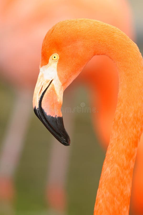 Close Up of a Pink Flamingo Stock Photo - Image of profiles, greater ...