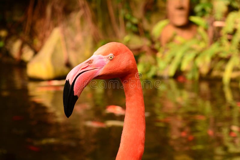 Flamingo Close up stock image. Image of portrait, wading - 52481783