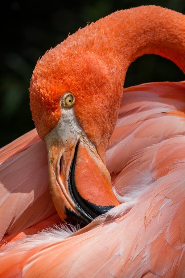 Flamingo stock photo. Image of exotic, elegant, colorful - 56517434
