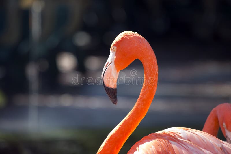 A Single Flamingo Close Up. Beautiful Birds of the World Stock Image ...