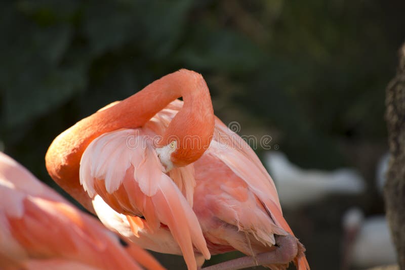 A Single Flamingo Close Up. Beautiful Birds of the World Stock Image ...