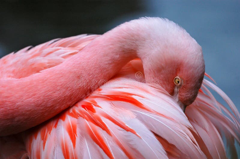 Flamingo stock image. Image of elegance, exotic, portrait - 96176249