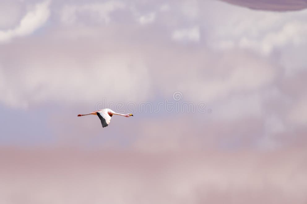 Flamingo and Cloud Reflection on Pink Laguna Colorada Stock Image ...