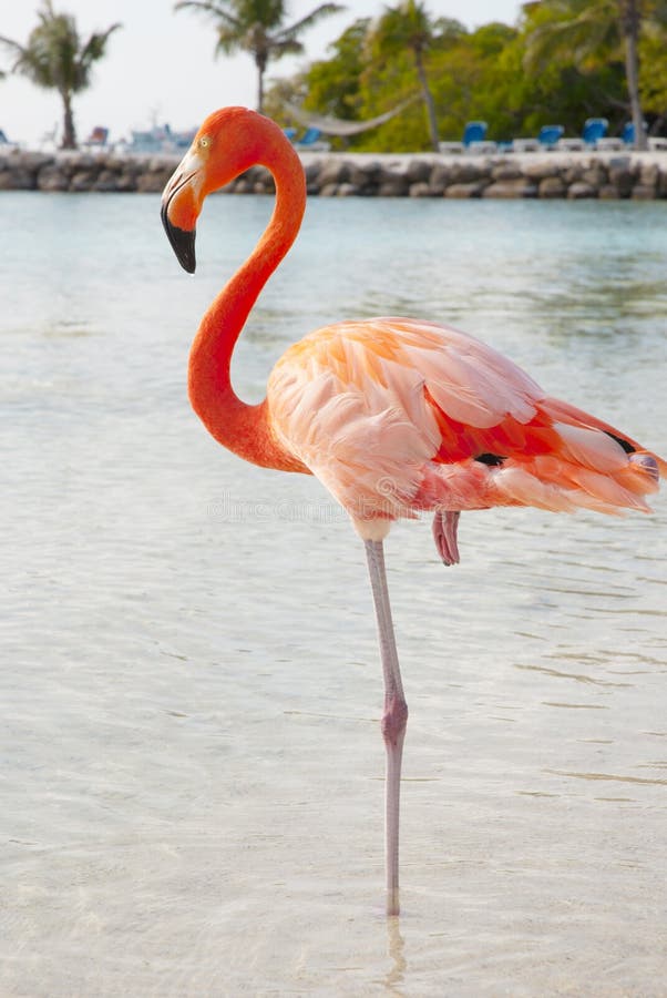 Flamingo cor-de-rosa foto de stock. Imagem de aves, galinha - 29016154