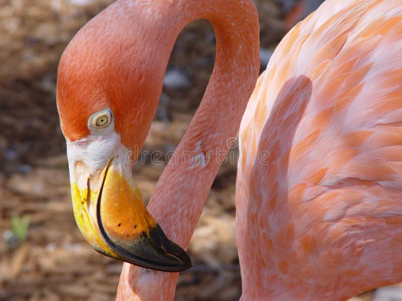 Flamingo cor-de-rosa foto de stock. Imagem de animal, brilhante - 844952