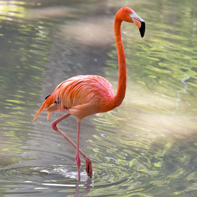 Flamingo Cor-de-rosa Em Uma Lagoa Na Natureza Foto de Stock - Imagem de ...