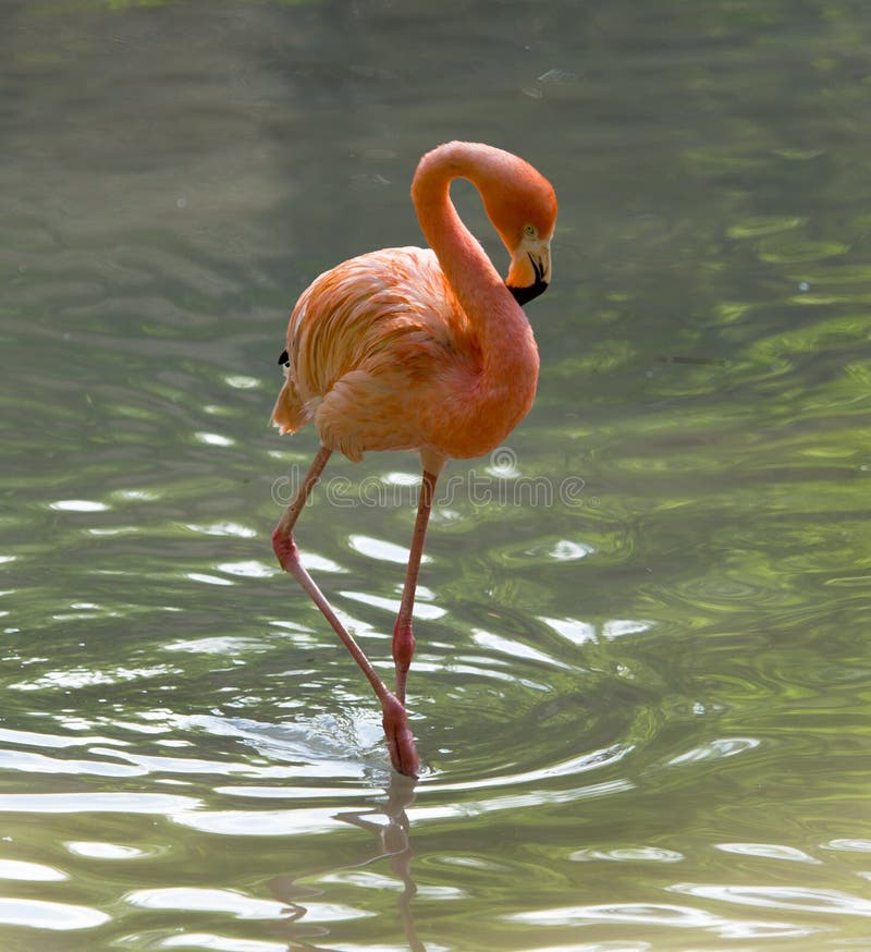 Flamingo Cor-de-rosa Em Uma Lagoa Na Natureza Foto de Stock - Imagem de ...