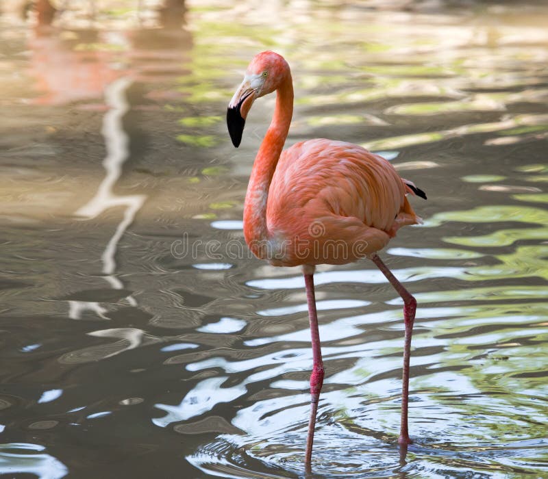 Flamingo Cor-de-rosa Em Uma Lagoa Na Natureza Foto de Stock - Imagem de ...