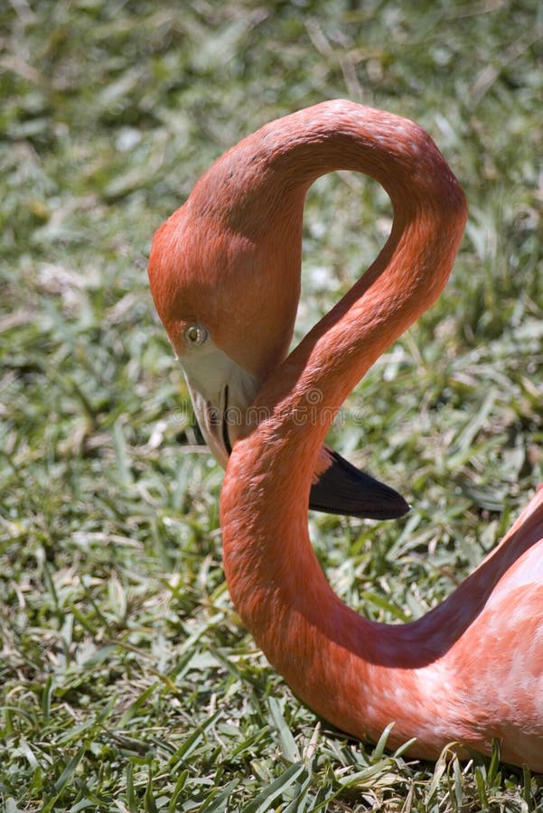 Flamingo with curved neck stock image. Image of pink, grass - 7647549