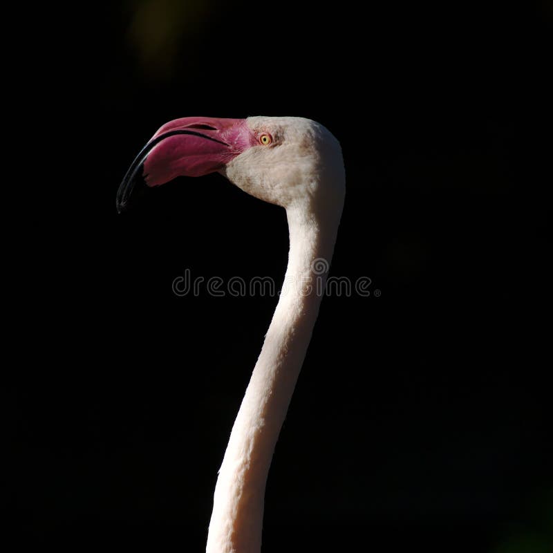 Flamingo on Dark Background Stock Image - Image of animal, profile ...
