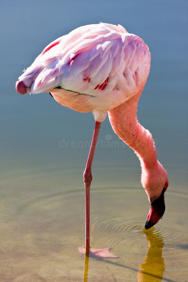 Flamingo stock image. Image of caribbean, beak, head - 66321723