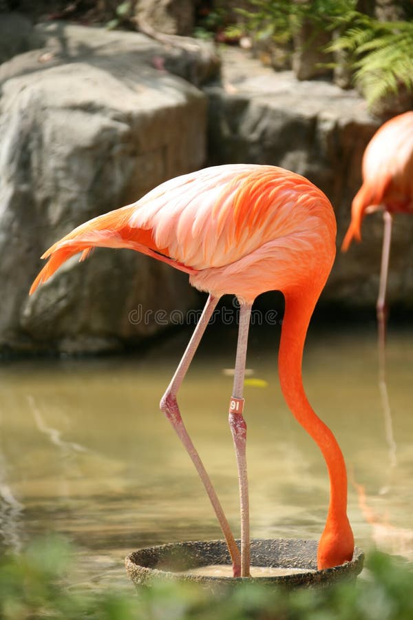 Flamingo Eating stock image. Image of close, shore, beautiful - 2528477