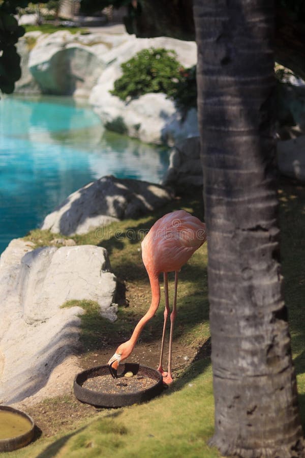 Flamingo eating its food stock image. Image of rock - 205048871