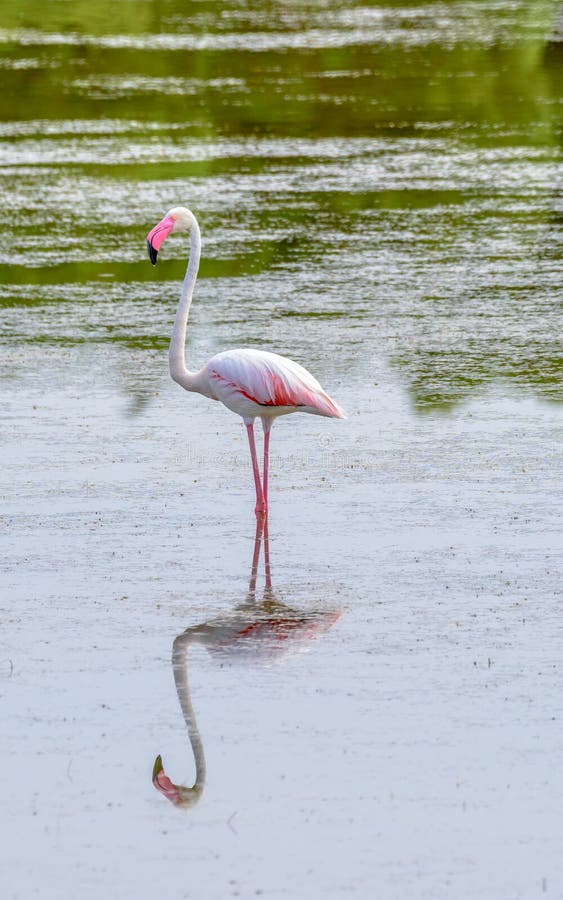 Flamingo Eating stock image. Image of close, shore, beautiful - 2528477