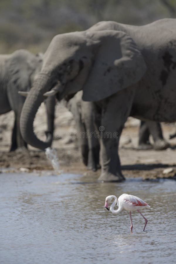 Flamingo and elephant stock image. Image of large, makgadikgadi - 98161849