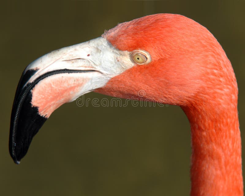 Flamingo face stock image. Image of flamingo, pink, tropical - 2140197