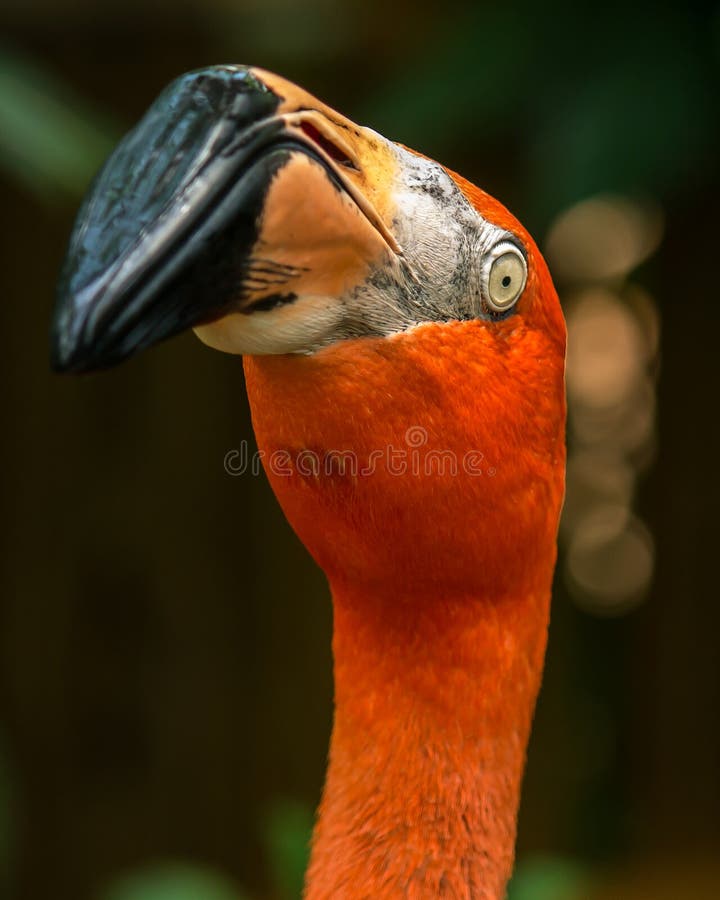 Flamingo face stock photo. Image of face, seabird, closeup - 69319156
