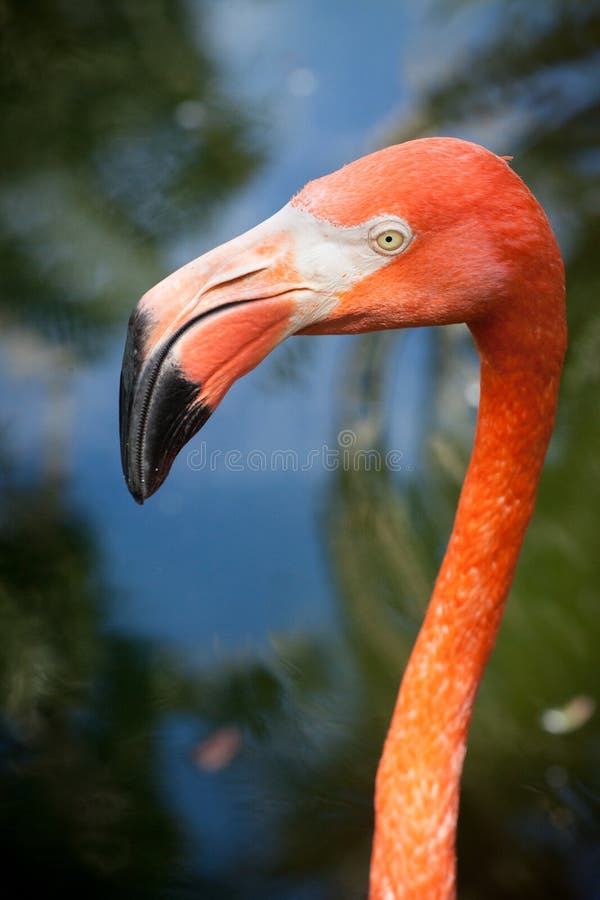 Flamingo Facing Straight Towards the Camera Stock Image - Image of ...