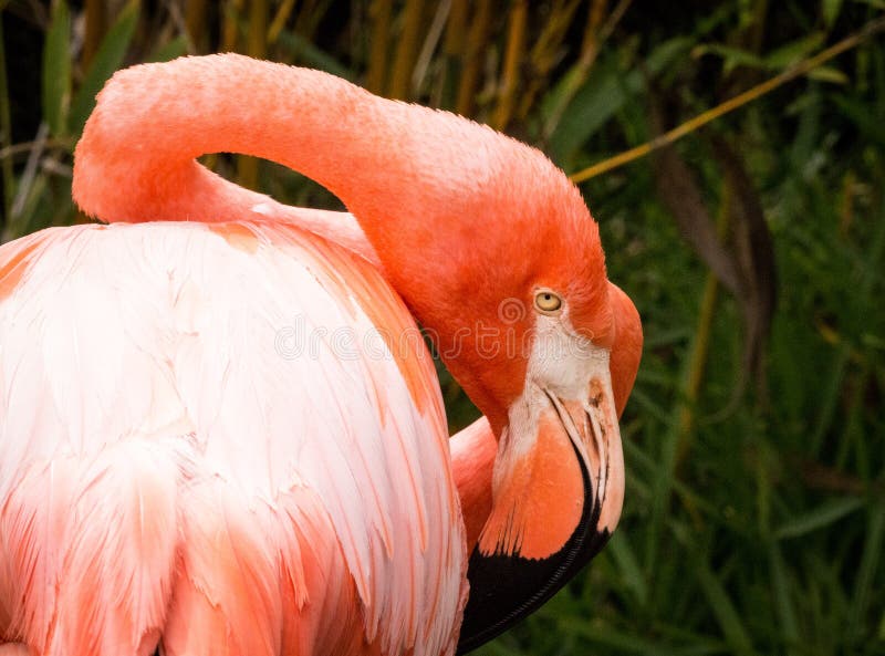 Flamingo Face editorial photography. Image of birds, greater - 79264492