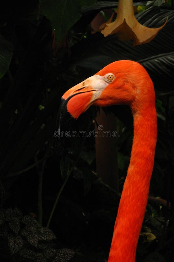 Flamingo Face Profile stock photo. Image of animal, strong - 1671086