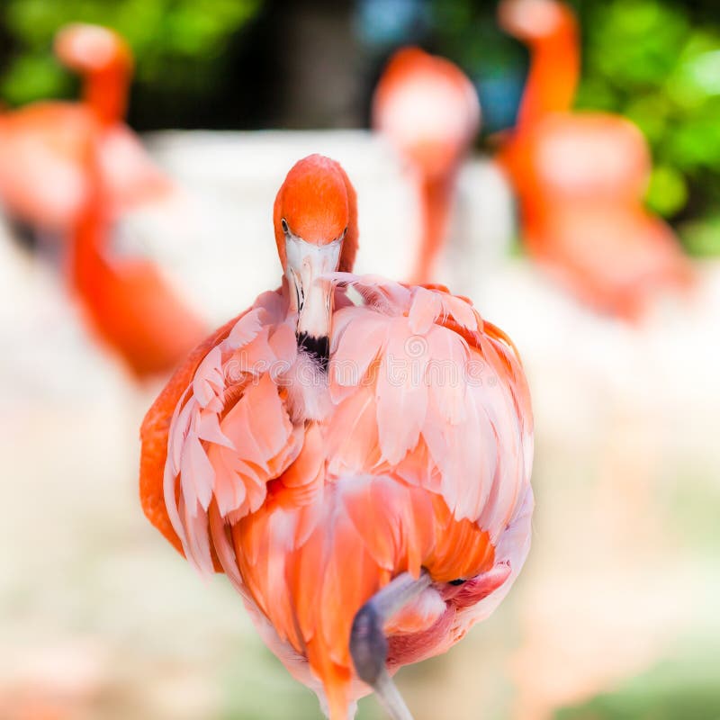 153 Flamingo Facing Stock Photos - Free & Royalty-Free Stock Photos ...