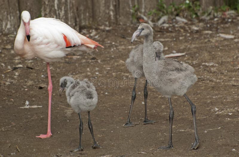 Flamingo family stock photo. Image of black, park, plumage - 28390868
